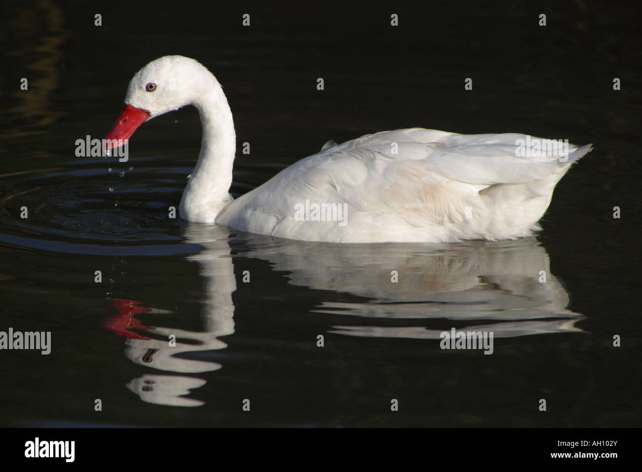 Coscoroba swan, Coscoroba coscoroba Stock Photo - Alamy