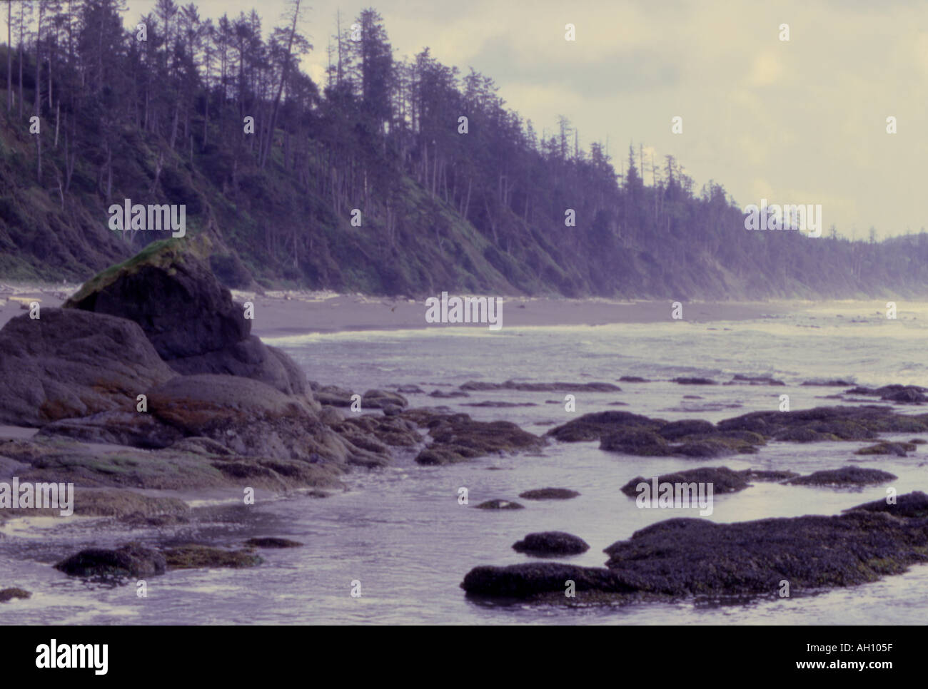 Tidal zone Washington coast Stock Photo - Alamy