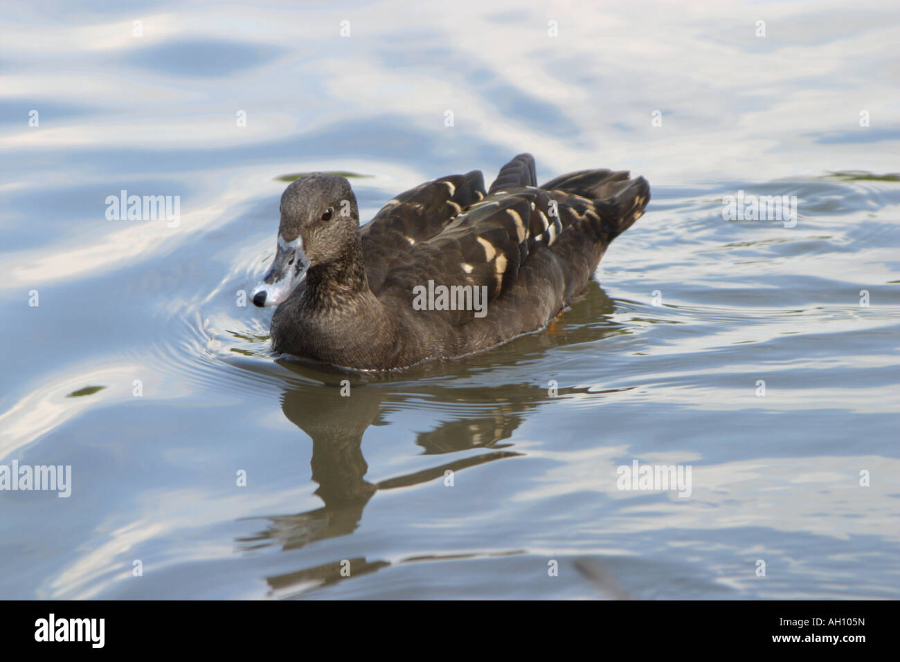 Sparsa hi-res stock photography and images - Alamy