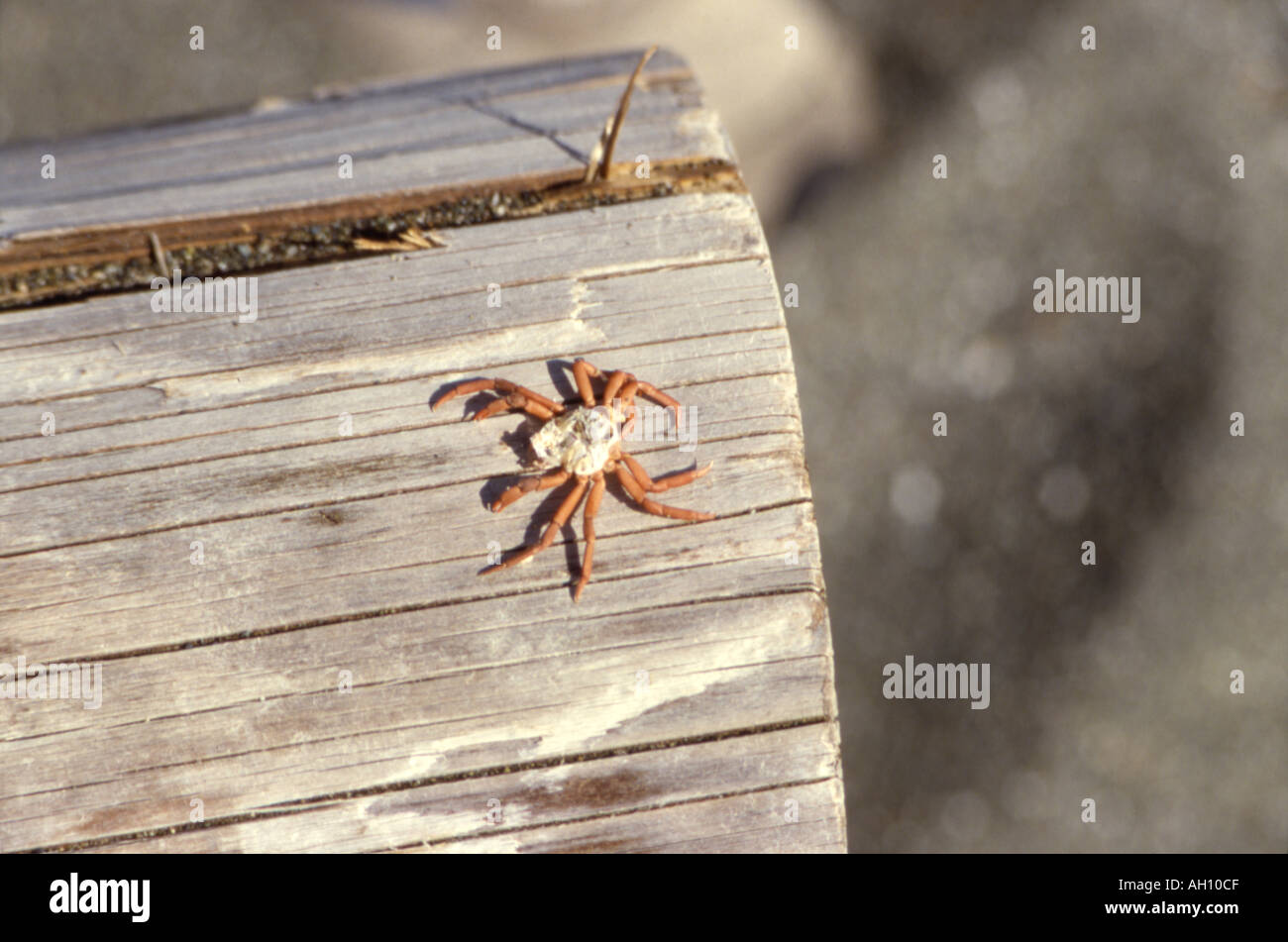 Molted crab hi-res stock photography and images - Alamy