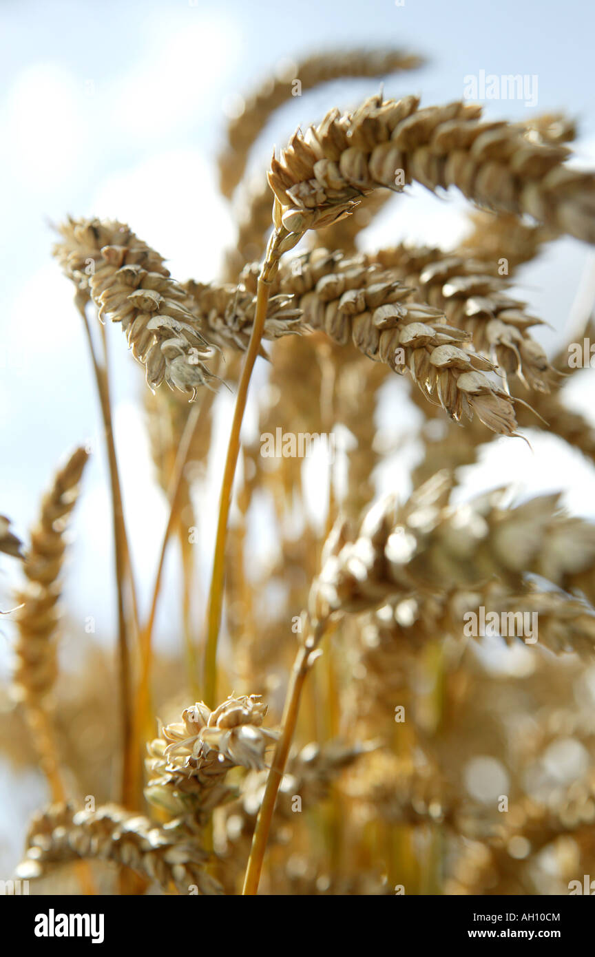closeup of yellow wheat crop in summer months before harvest Stock ...