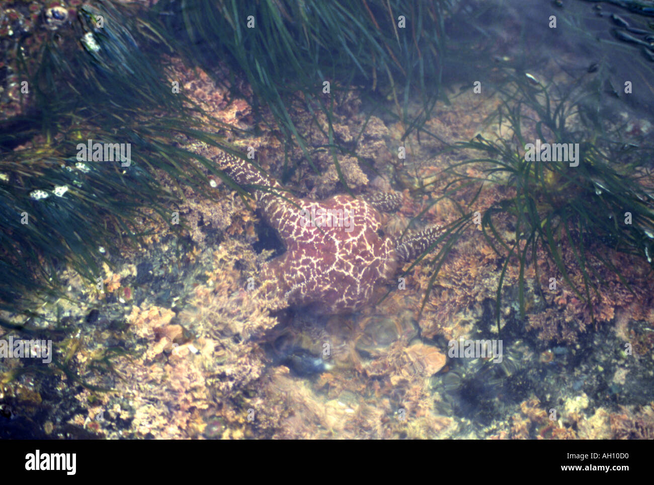Tide pool with starfish and seaweed off the Oregon coast Stock Photo ...
