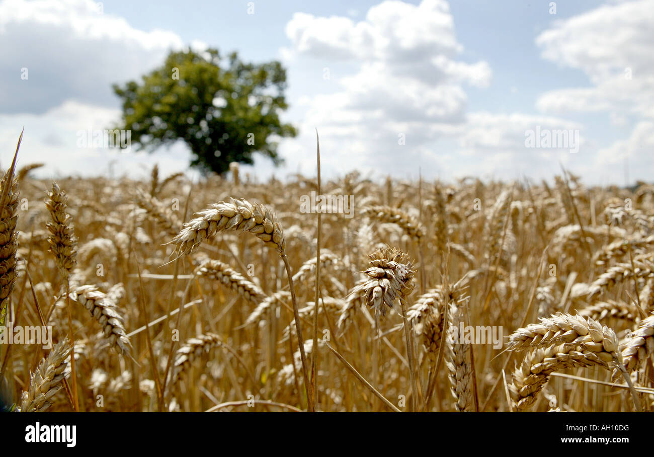 yellow wheat crop in summer months before harvest Stock Photo - Alamy