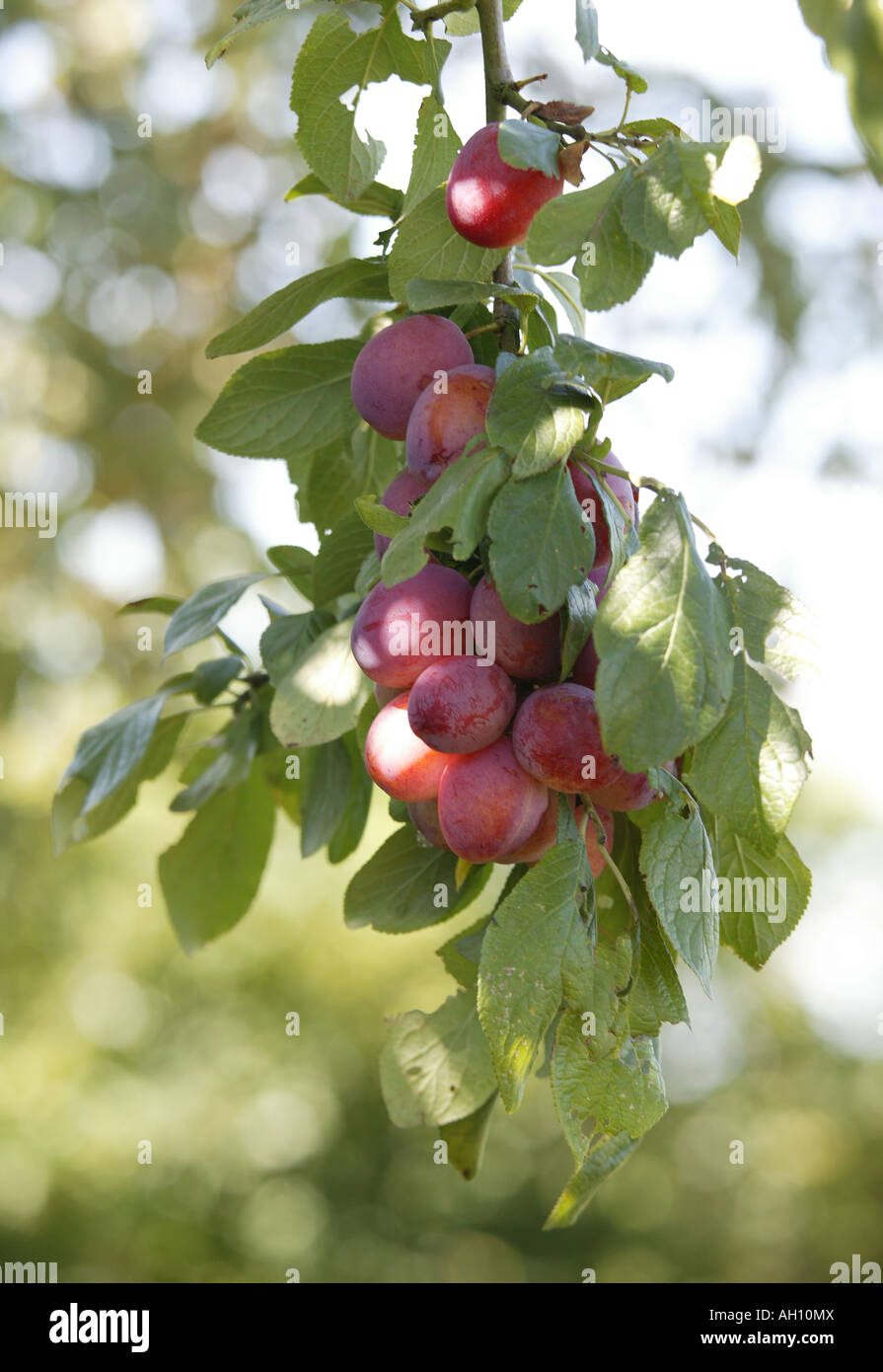a cluster or arm of ripe English red plums hanging from the branch of a ...