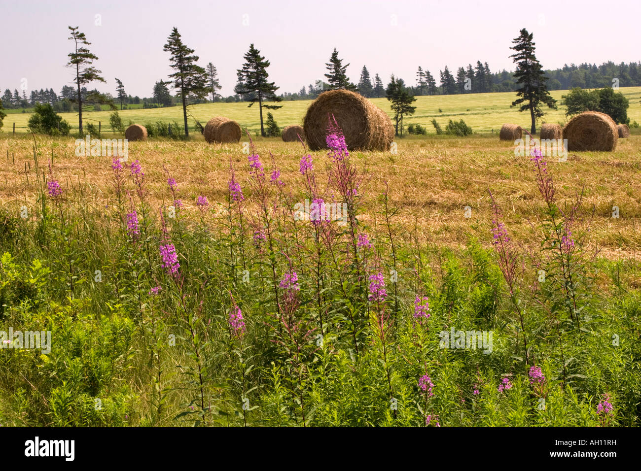 Edward hay hi-res stock photography and images - Alamy