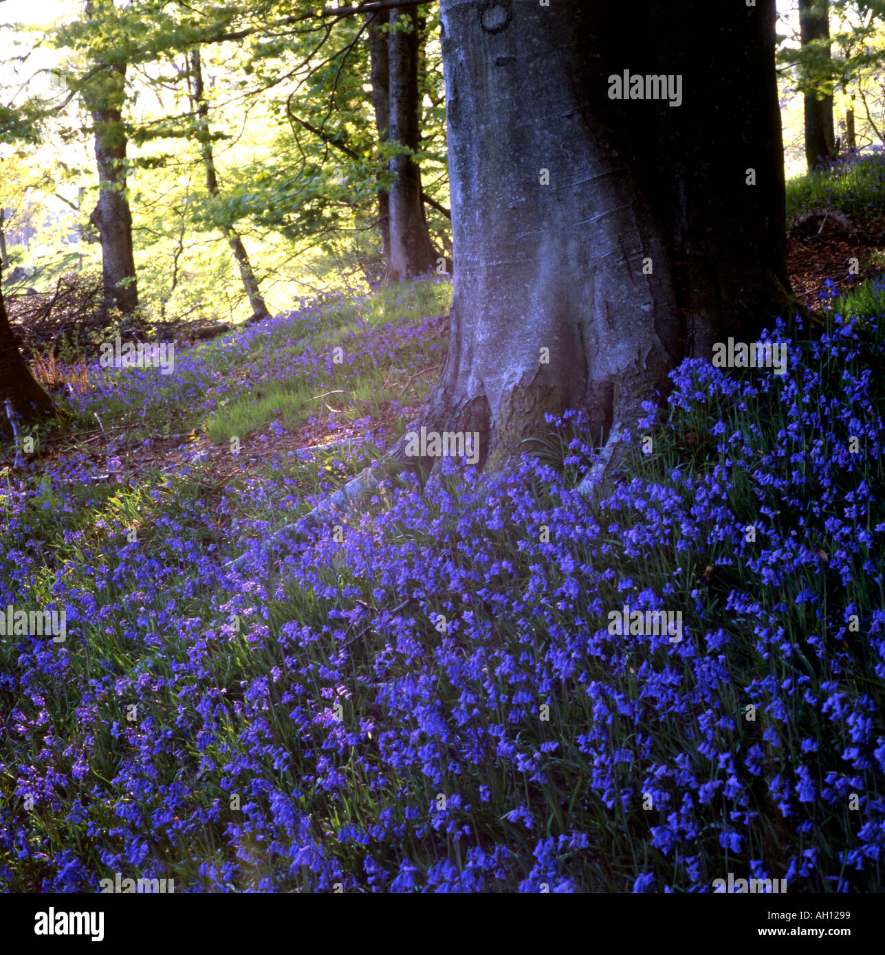 Blue bells in English wood Stock Photo - Alamy