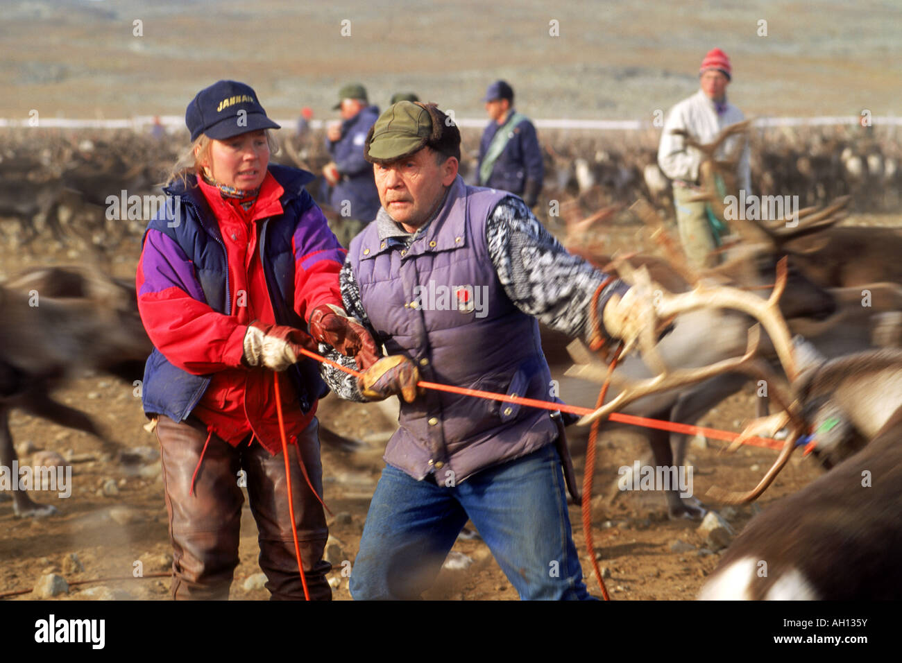 Lapps or Samiis above Arctic Circle in Sweden using ropes to lasso ...
