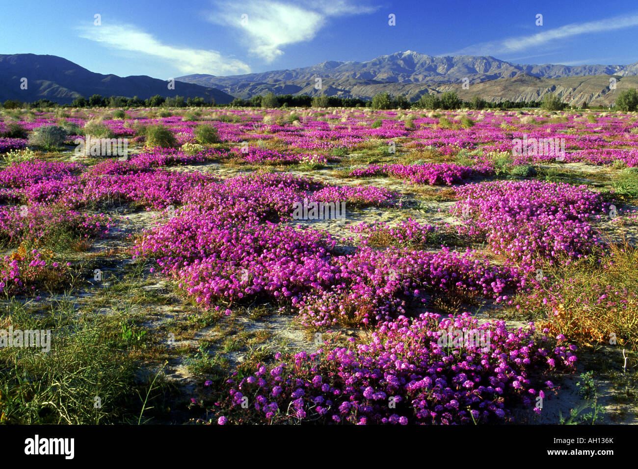 Field of violet sandverbenas Sand Verbena flowers in California Anza ...
