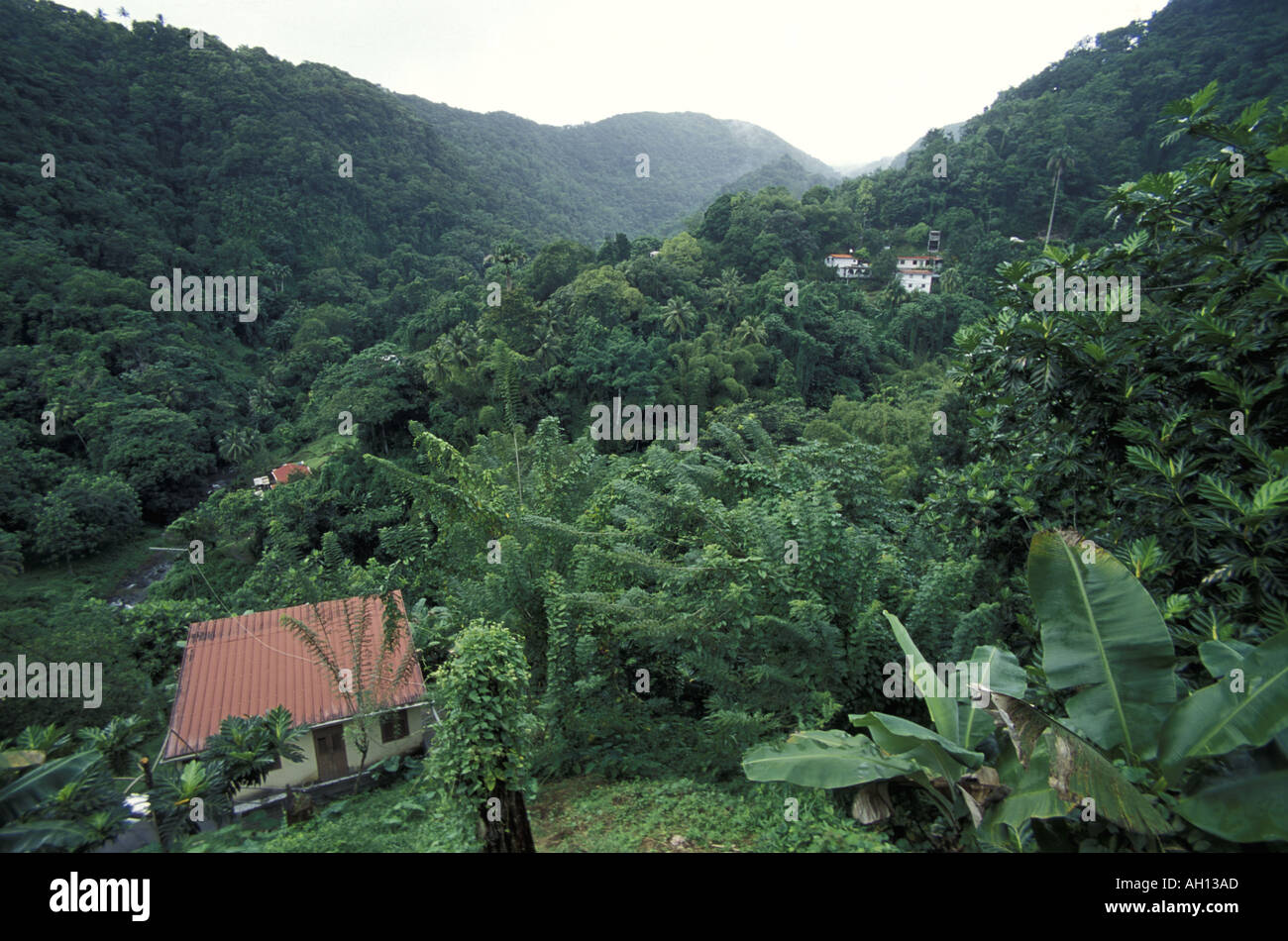 Rainforest martinique hi-res stock photography and images - Alamy