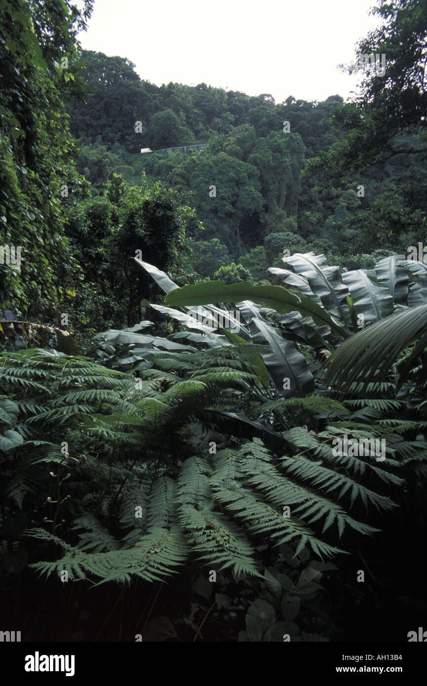 Martinique Rainforest along Route de la Trace near Balata Gardens Stock ...