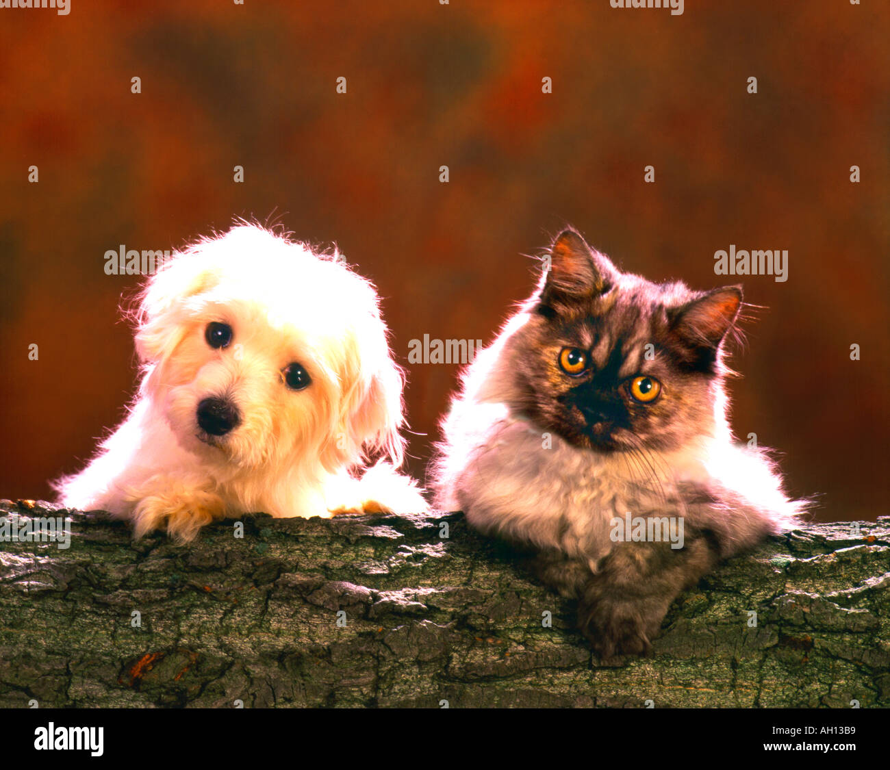 Cat and dog Stock Photo - Alamy