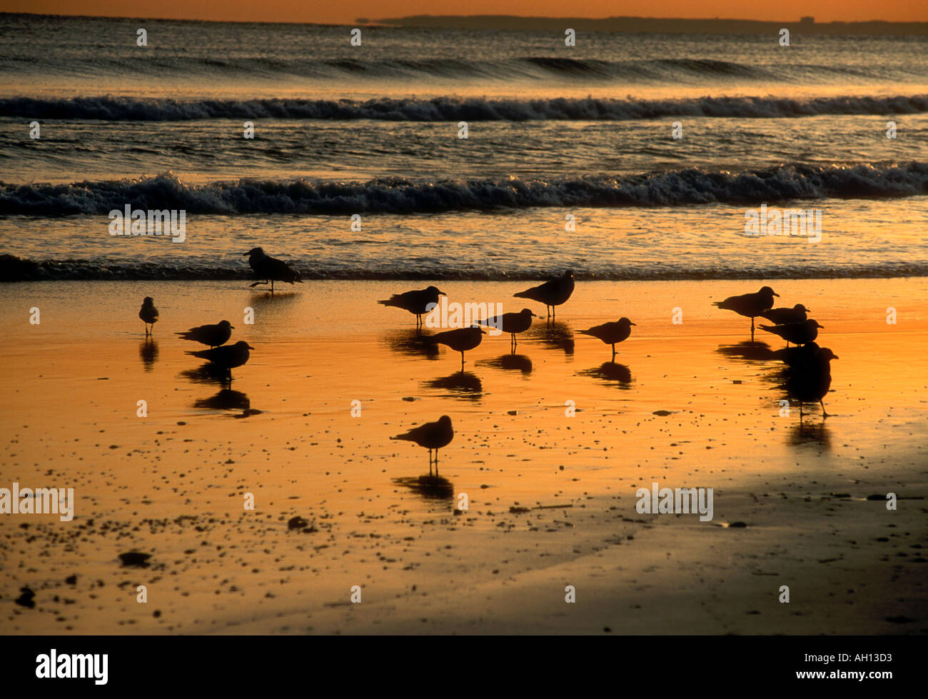 Birds on beach Stock Photo - Alamy
