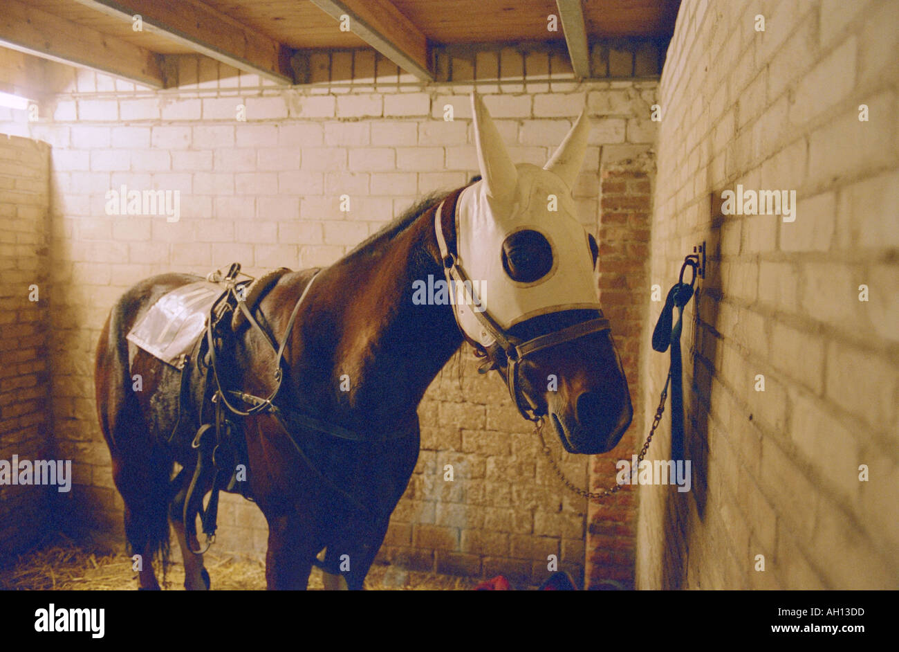 Weird racing hi-res stock photography and images - Alamy