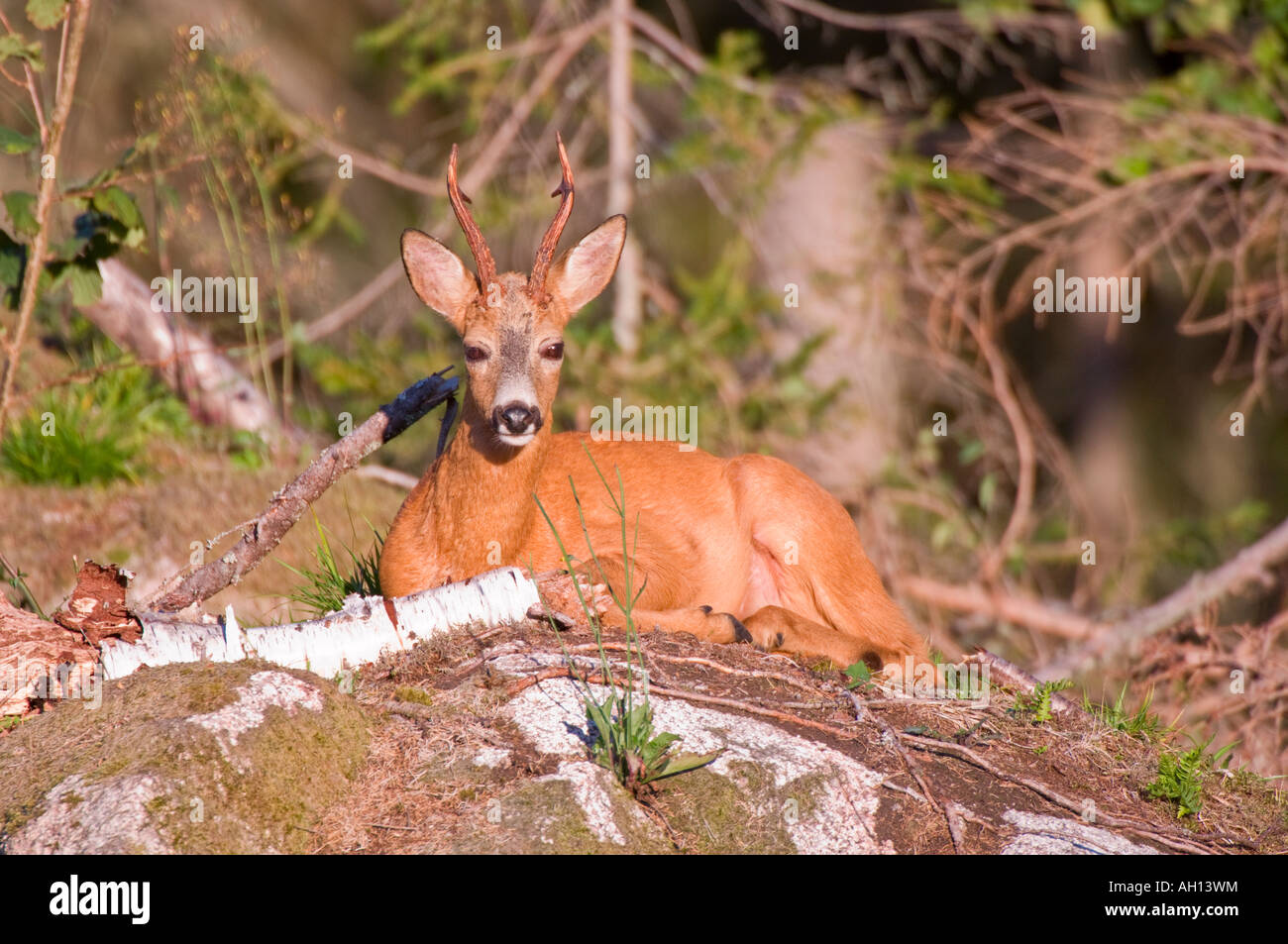 Doe lying in morning sun (Capreolus capreolus, male), Wildlife Stock ...