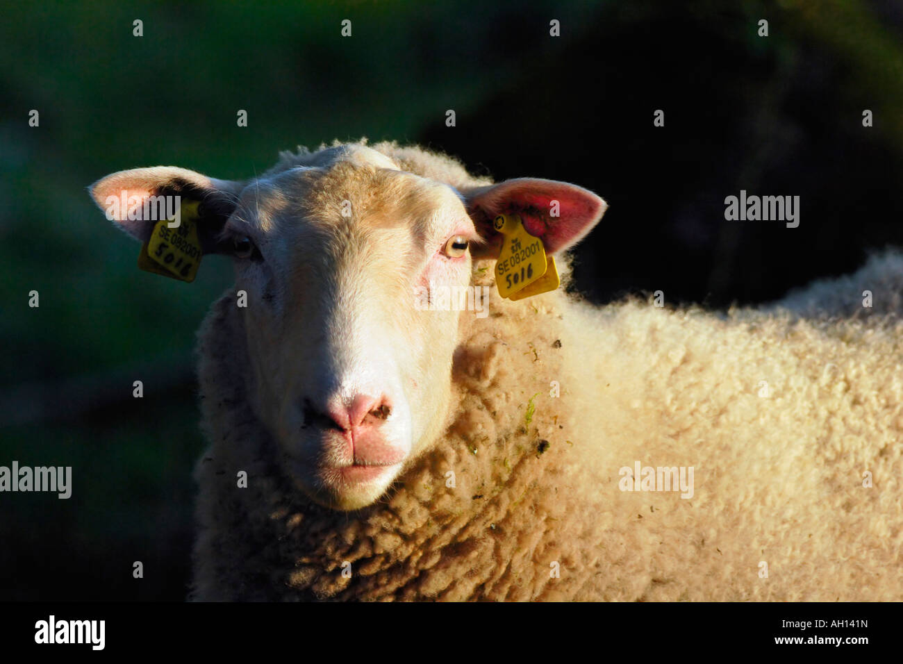 Jumbuck hi-res stock photography and images - Alamy