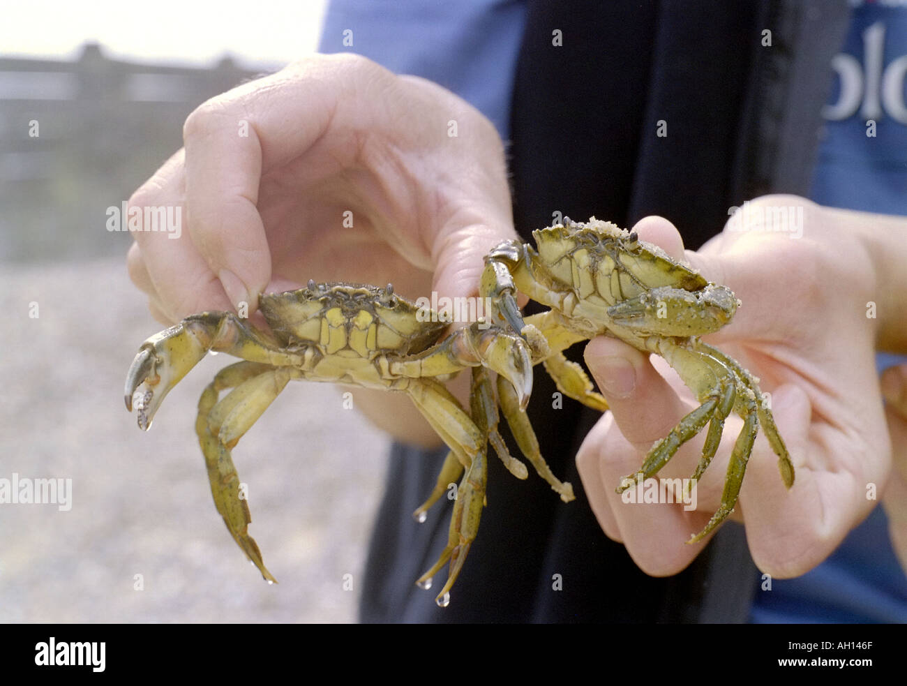 Two crabs hi-res stock photography and images - Alamy