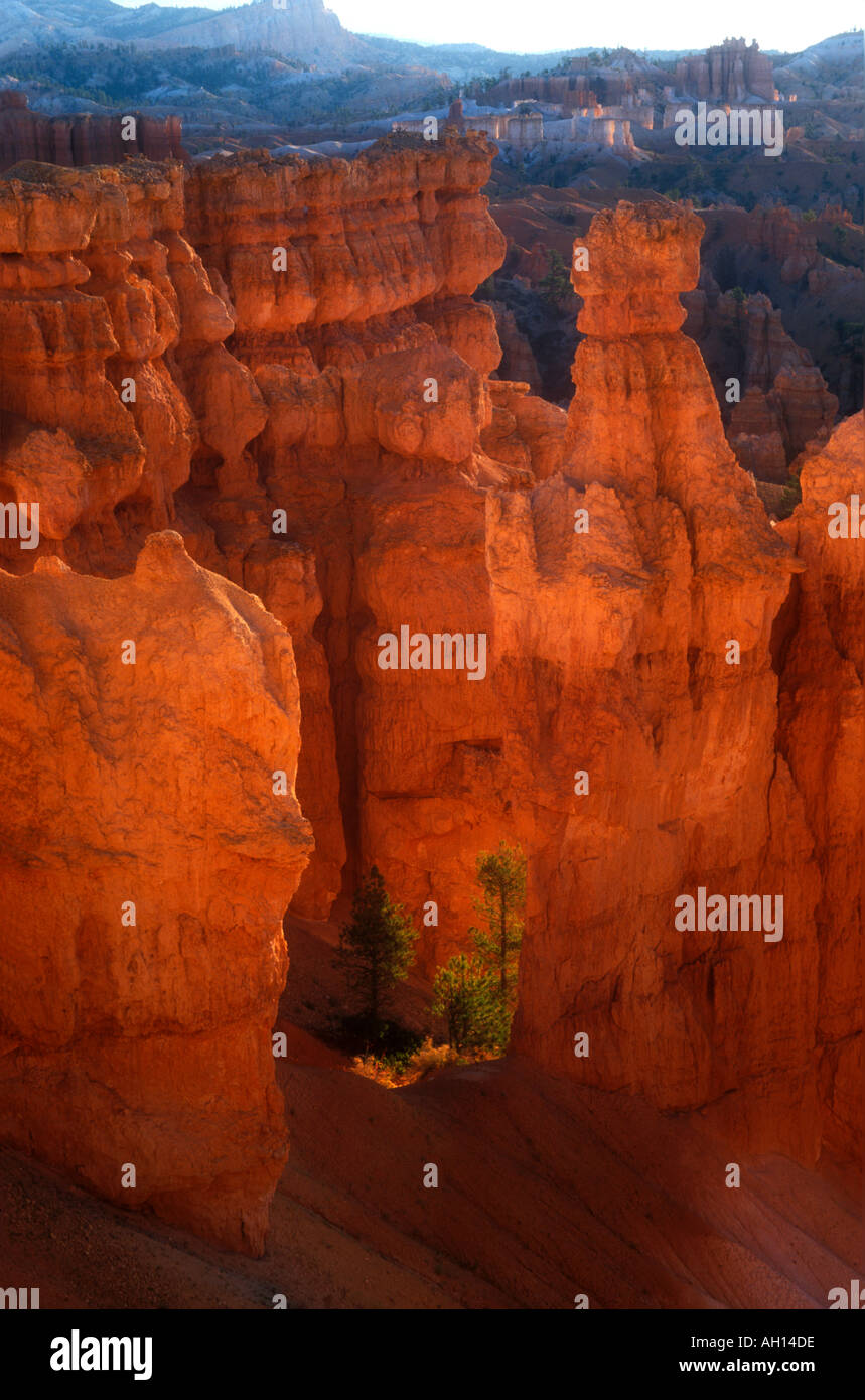 Sunset Point at sunrise showing hoodoos and Ponderosa Pines Bryce ...