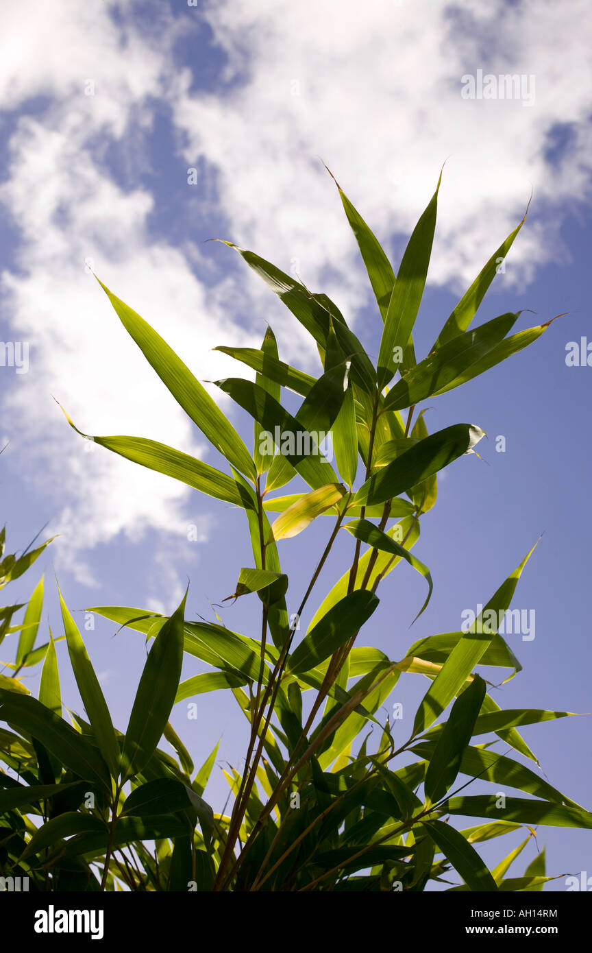 Bamboo cane against a blue sky with white clouds Stock Photo - Alamy