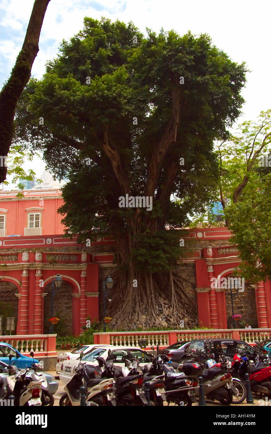 Macau China Large Tree Red Building Stock Photo - Alamy