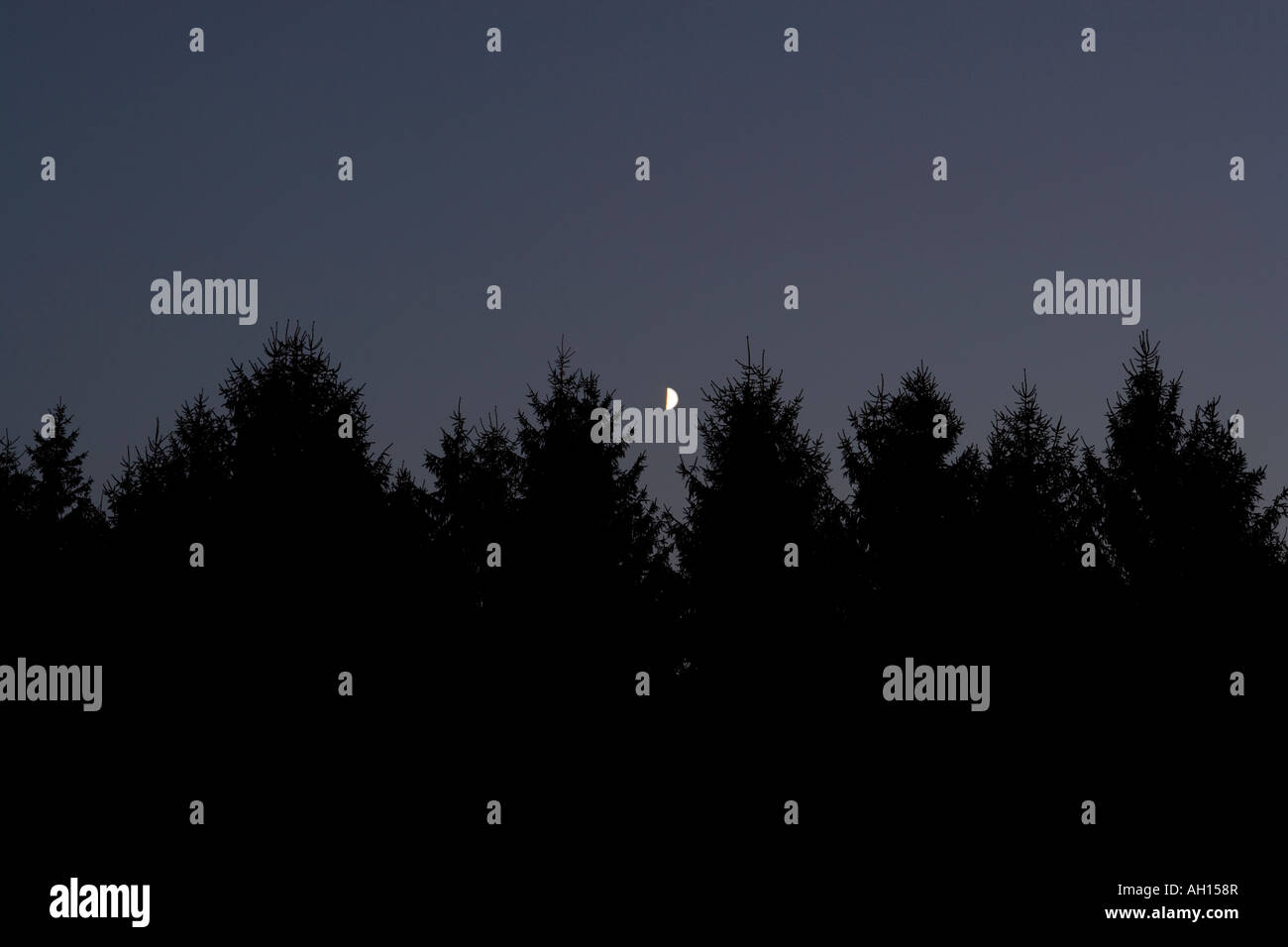 MOON OVER FIR TREES AT NIGHT Stock Photo - Alamy
