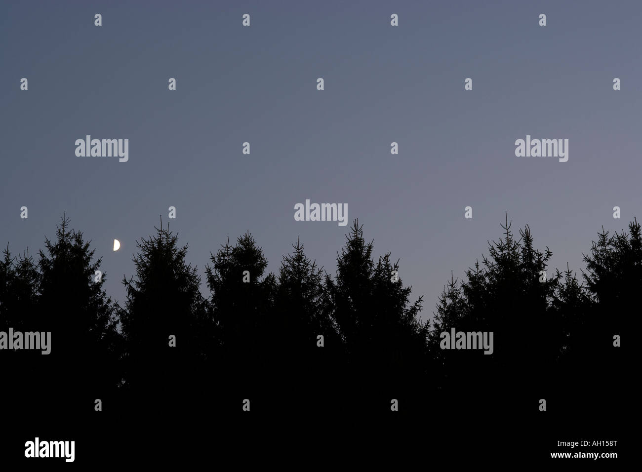 MOON OVER FIR TREES AT NIGHT Stock Photo - Alamy