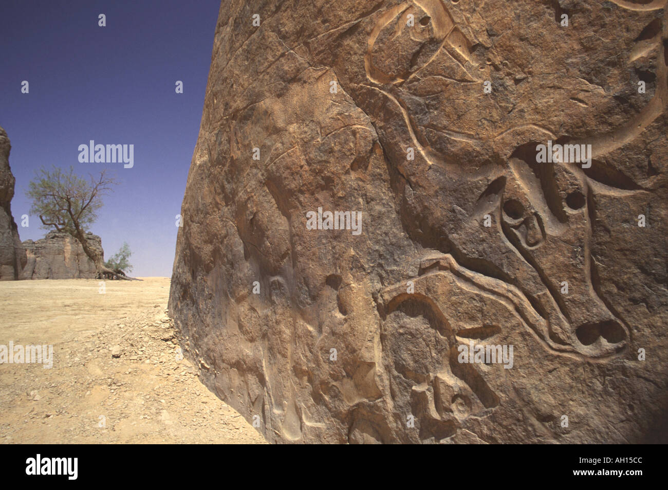 Acacus desert Algeria cow engraved in stone Stock Photo - Alamy
