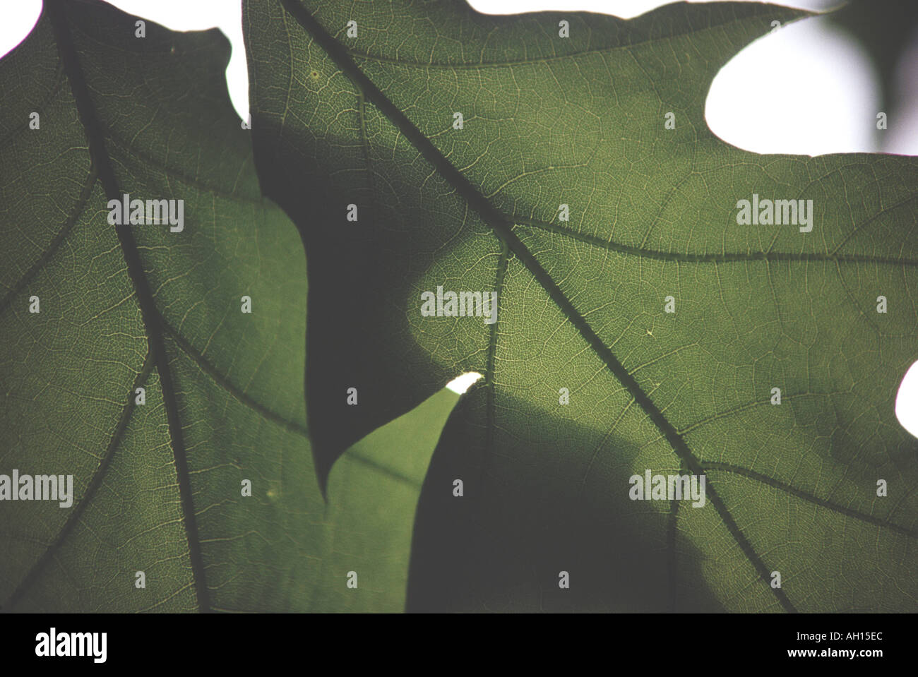 sun through leaves Stock Photo - Alamy
