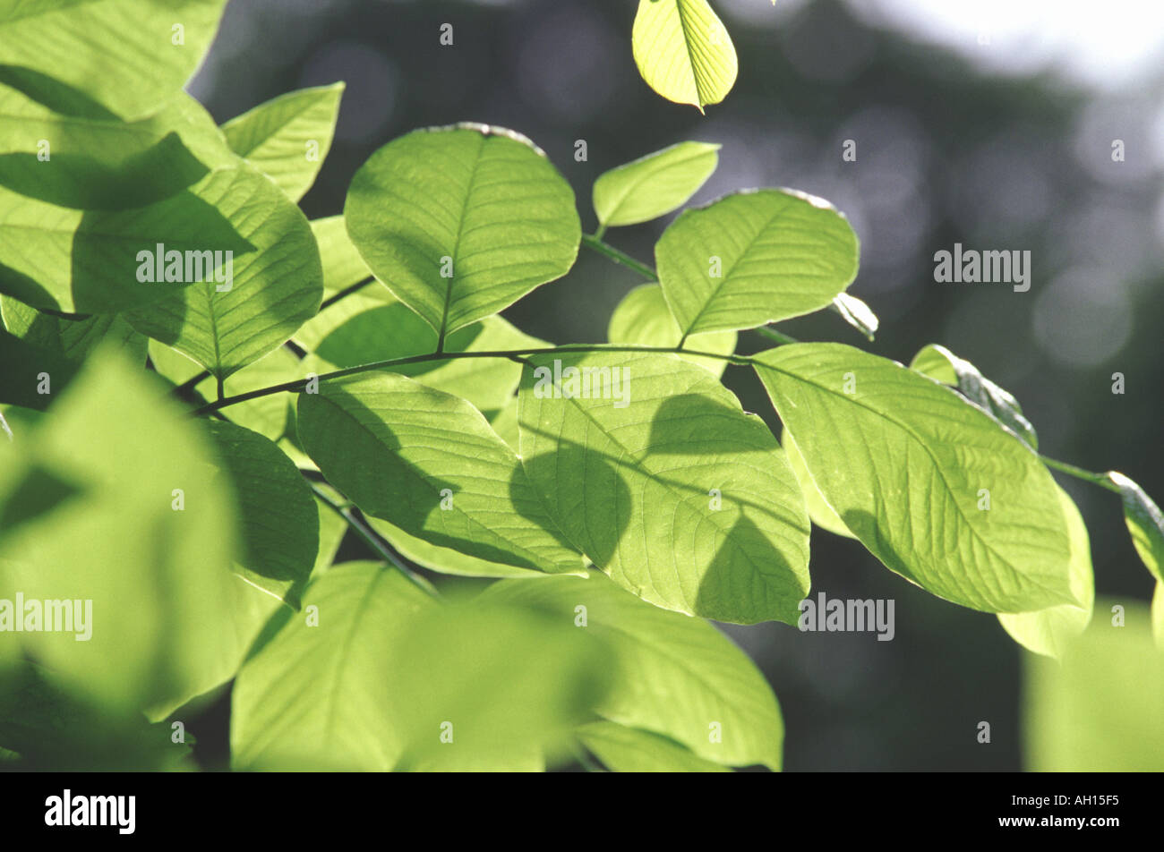 sun through leaves Stock Photo - Alamy