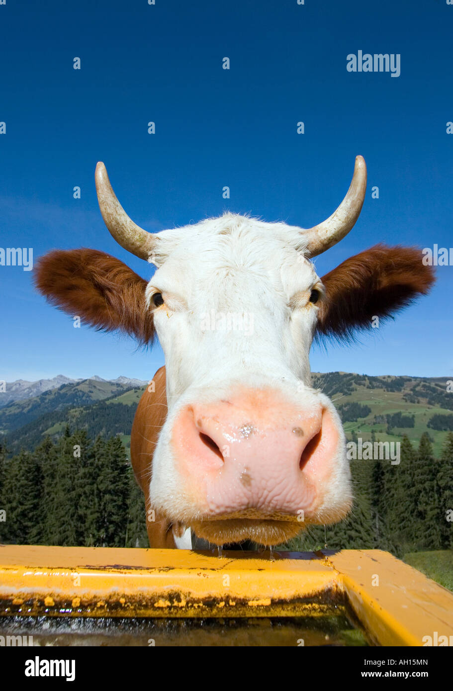 Funny holstein cow hi-res stock photography and images - Alamy