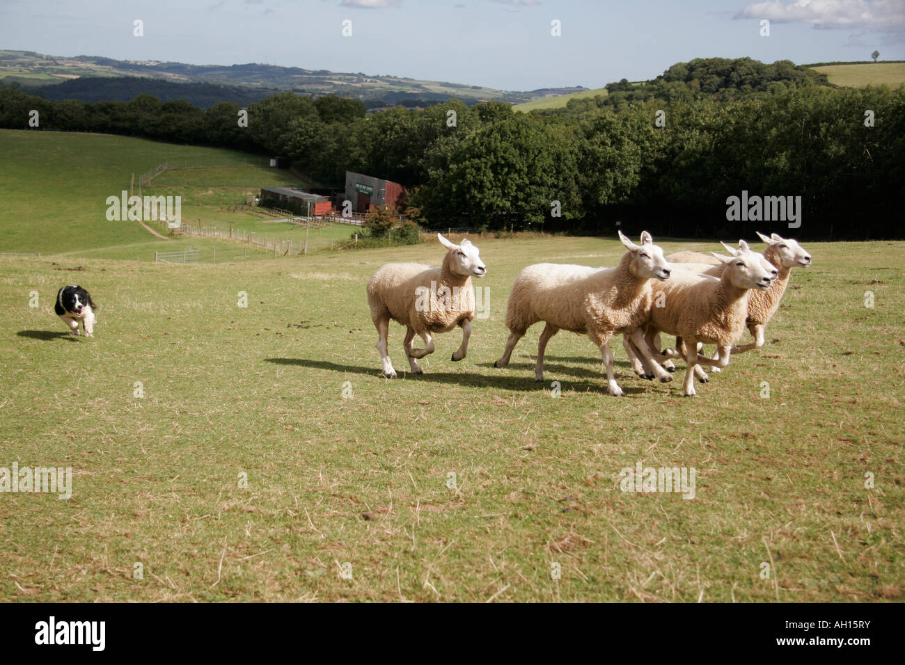 Sheep dog with sheep hi-res stock photography and images - Alamy