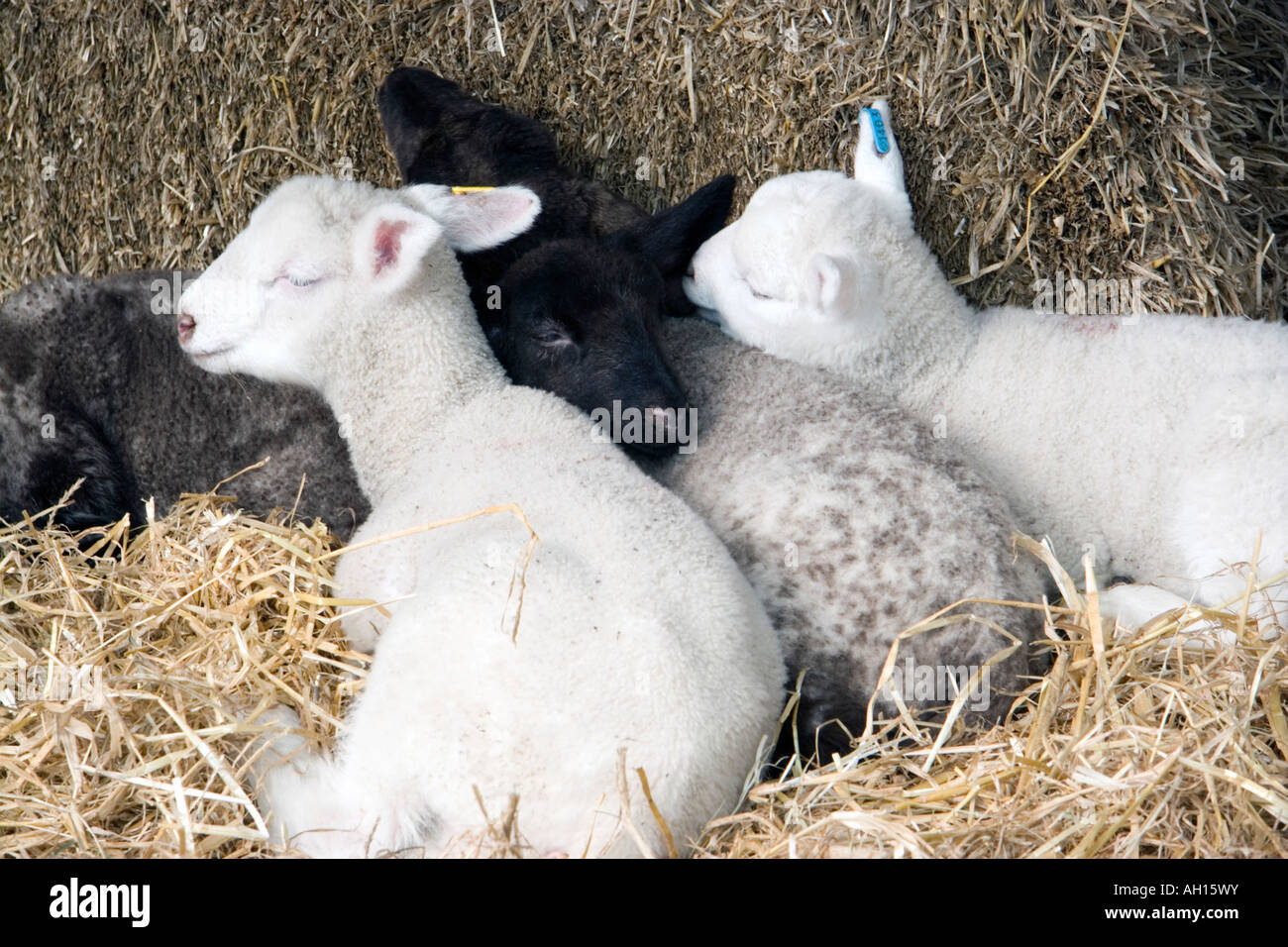 Lambs cuddling hi-res stock photography and images - Alamy