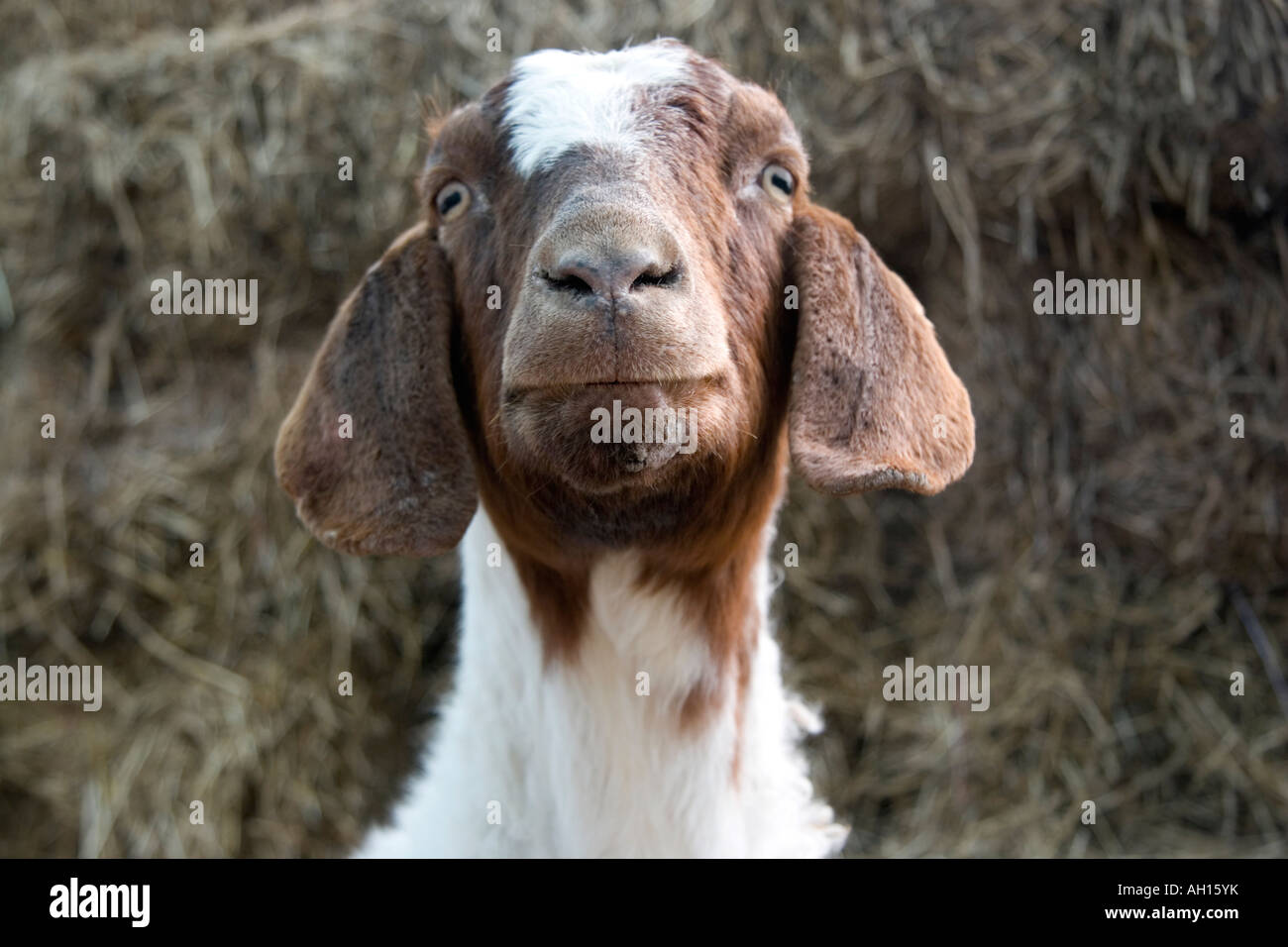 Big ear goat hi-res stock photography and images - Alamy