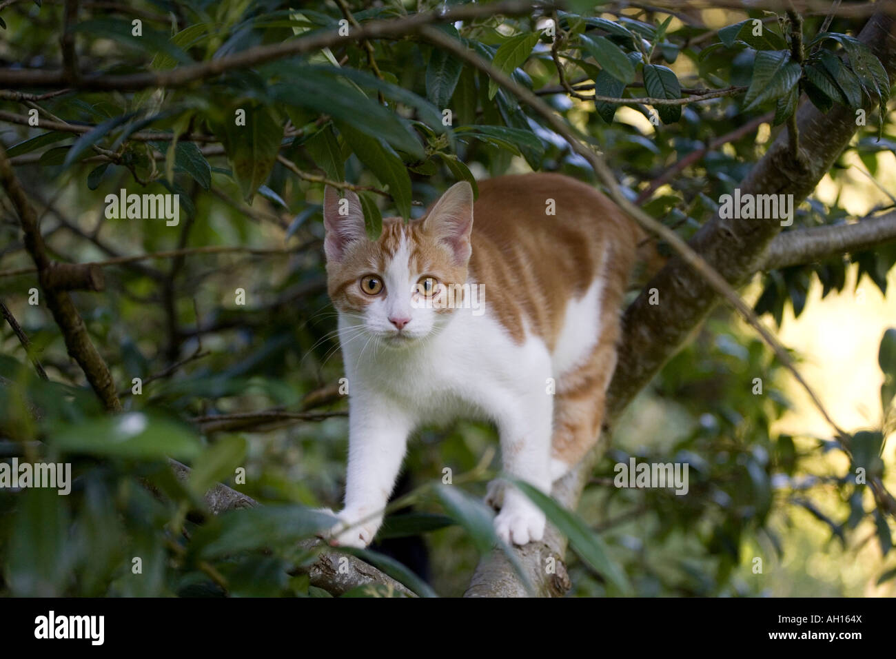 Kitten in tree Stock Photo - Alamy