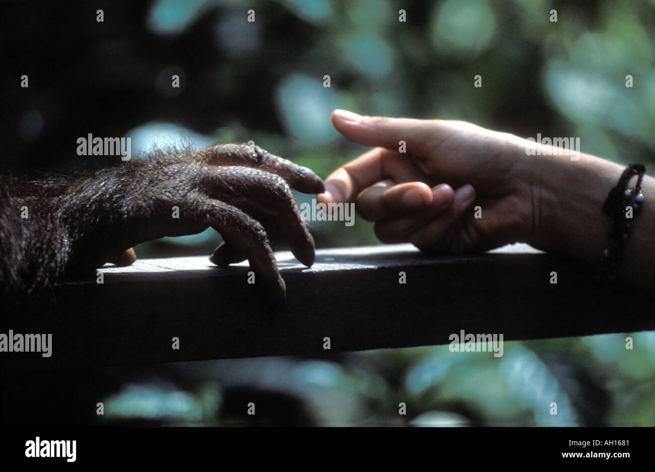Orangutan and human hands Sabah Borneo primates Stock Photo - Alamy