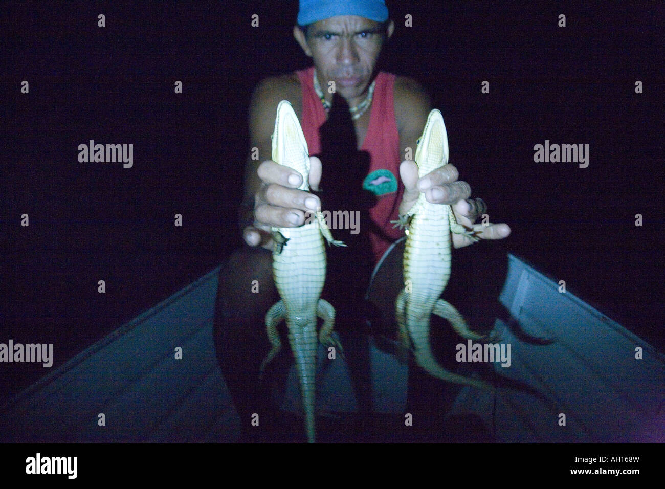 Caimans we caught cayman hunting at night Stock Photo - Alamy