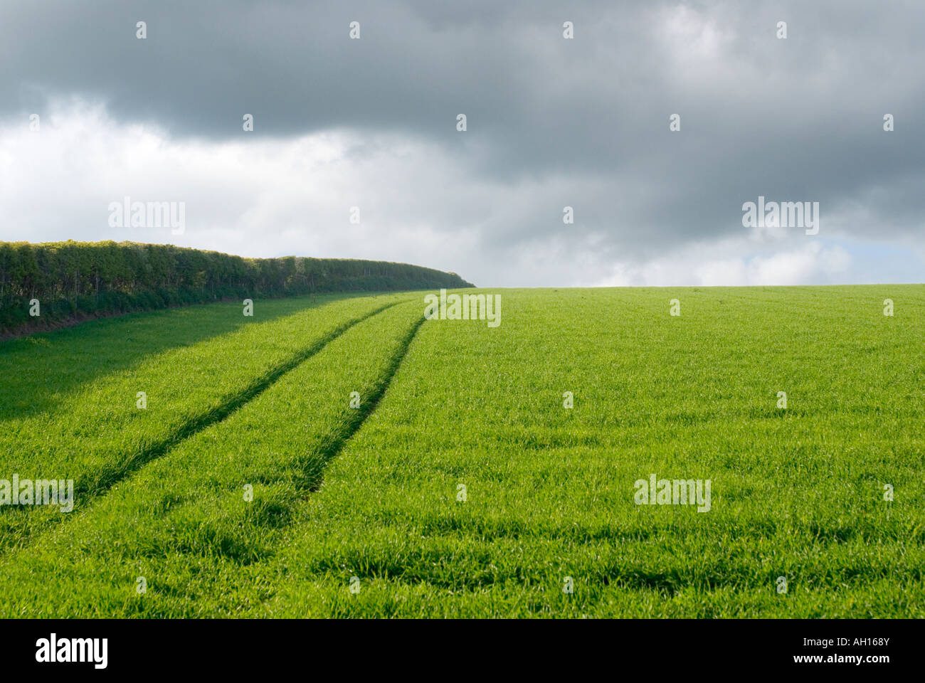 Field with tractor tracks in grass Stock Photo - Alamy