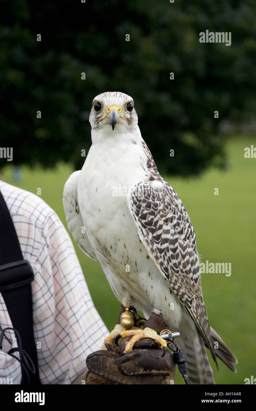 Falconry bell hi-res stock photography and images - Alamy