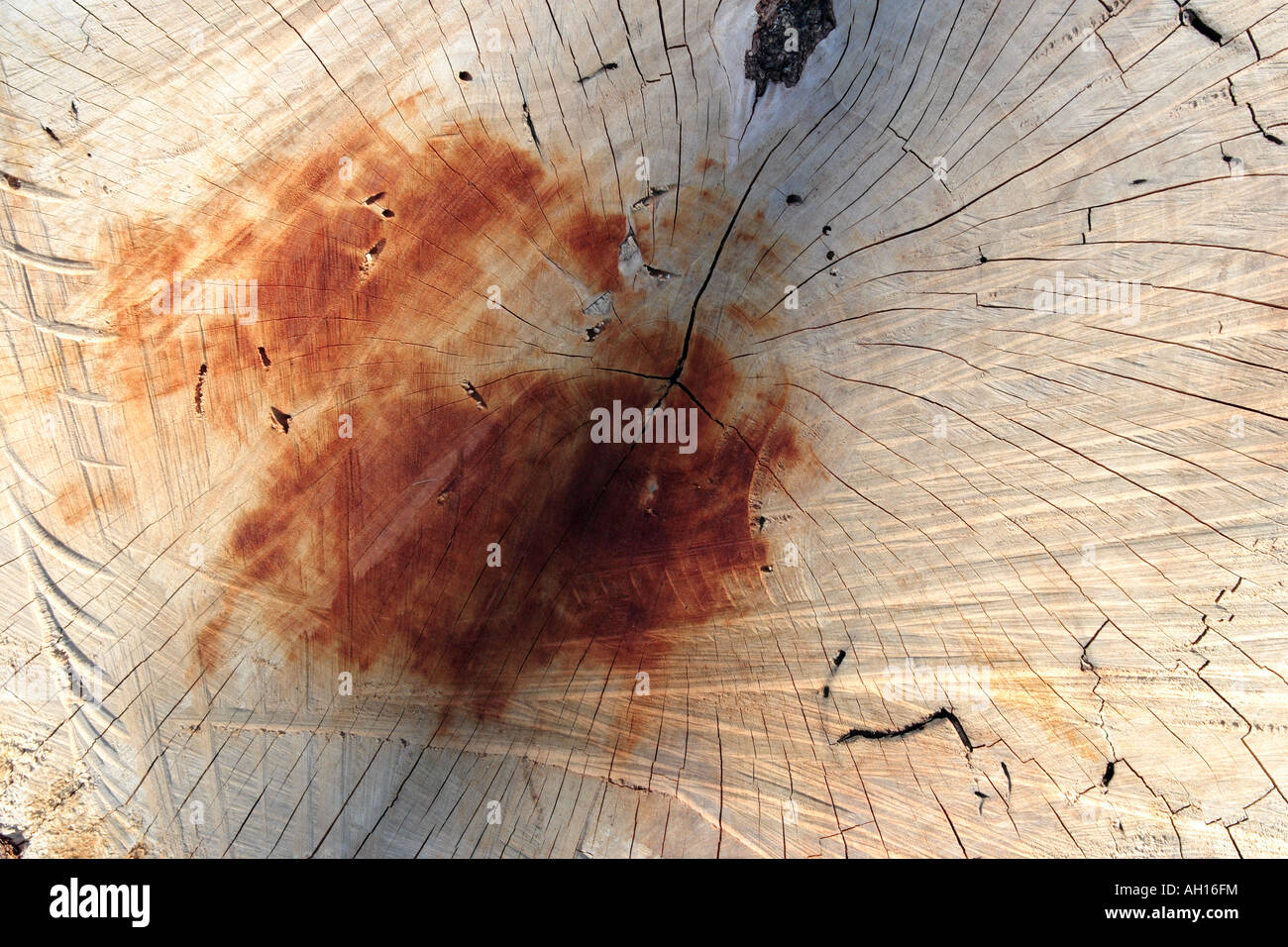 Cutted tree closeup Stock Photo - Alamy