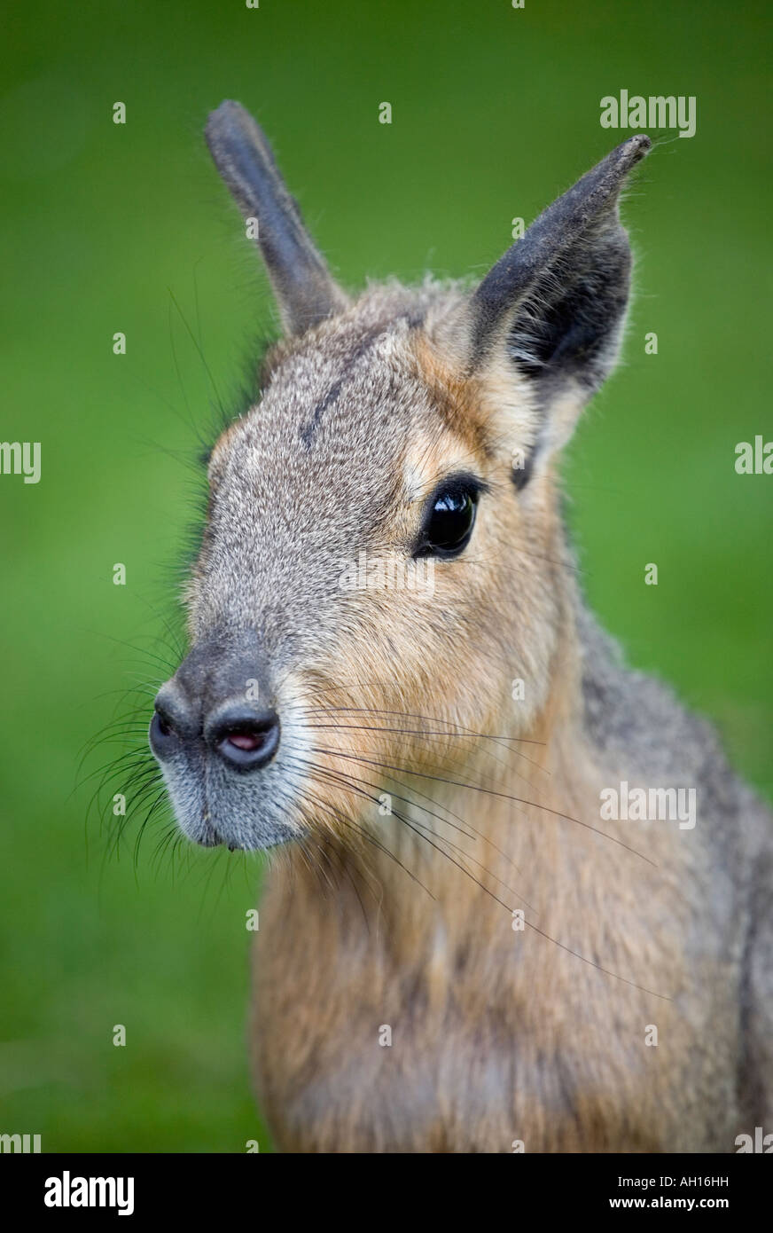Patagonian mara head hi-res stock photography and images - Alamy