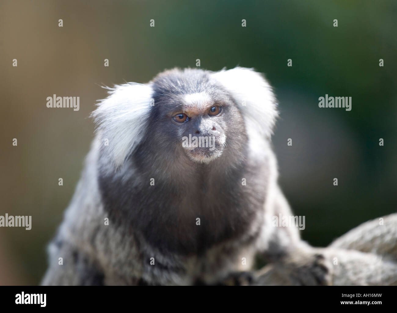 White marmoset hi-res stock photography and images - Alamy
