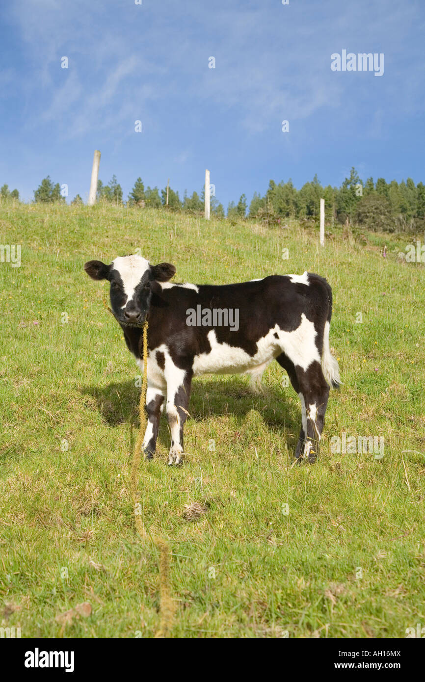 A colombian cow tethered to a stake Stock Photo - Alamy