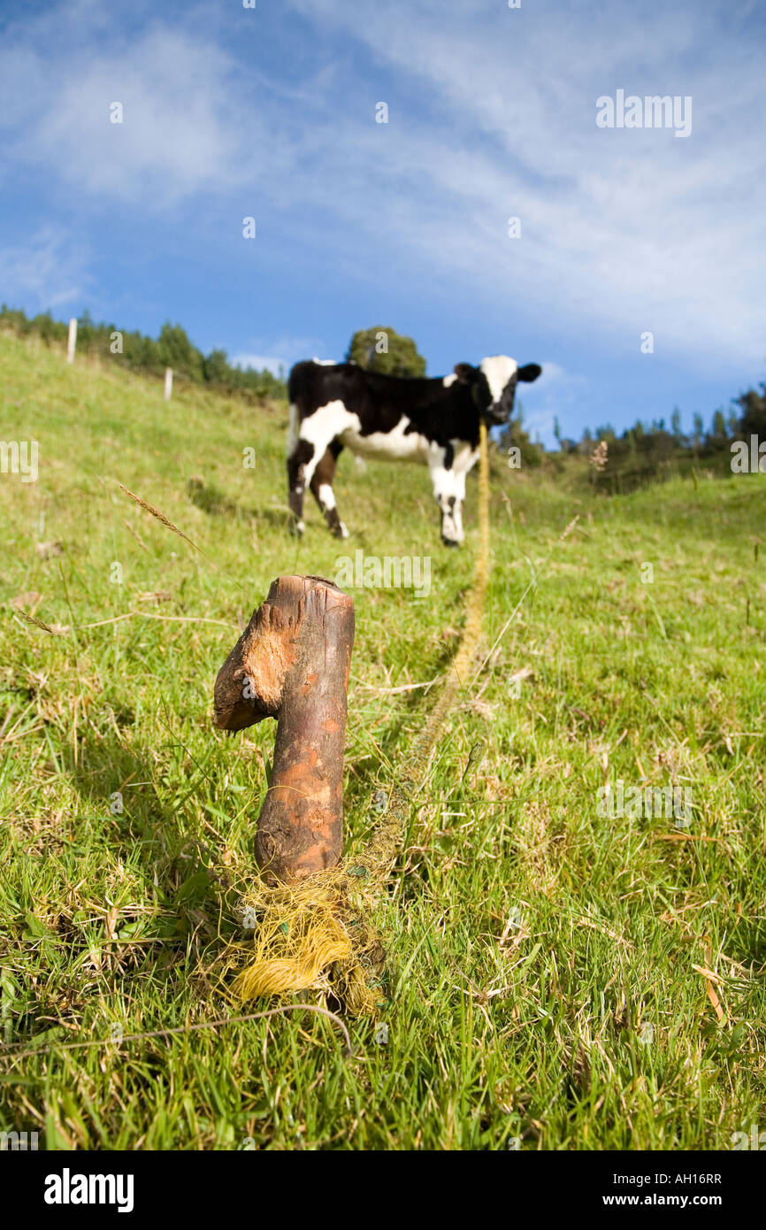 Tied to stake hi-res stock photography and images - Alamy