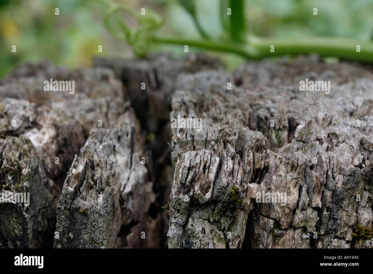 Tree Bark Closeup Stock Photo - Alamy