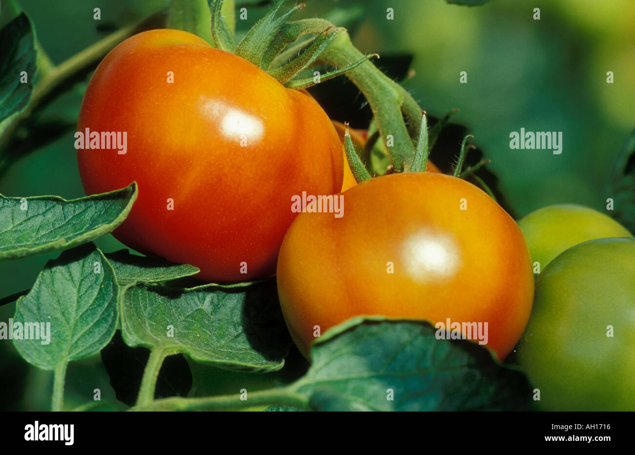 Sunripe High Resolution Stock Photography and Images - Alamy