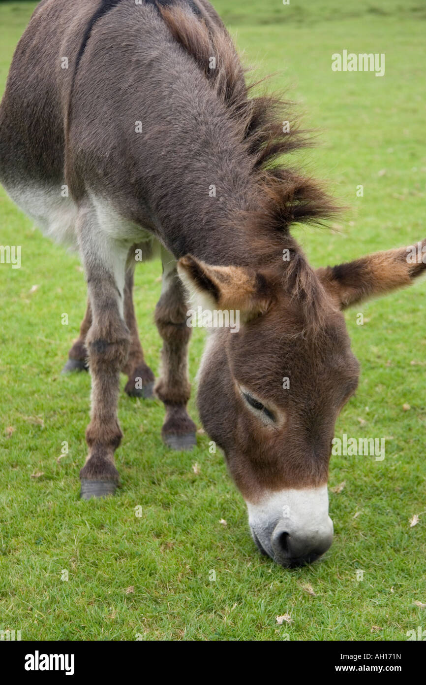 donkey feeding grass Stock Photo - Alamy