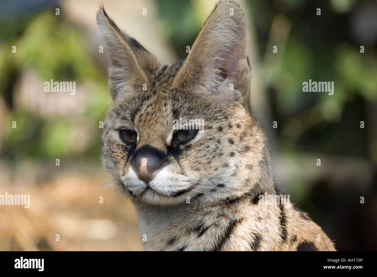 Serval felis wild cat hi-res stock photography and images - Alamy