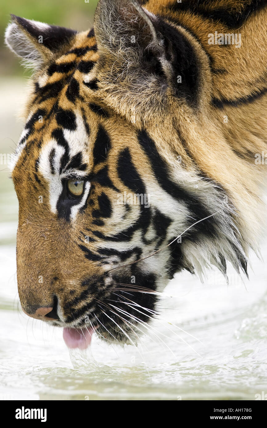 tiger drinking at a pool Stock Photo - Alamy