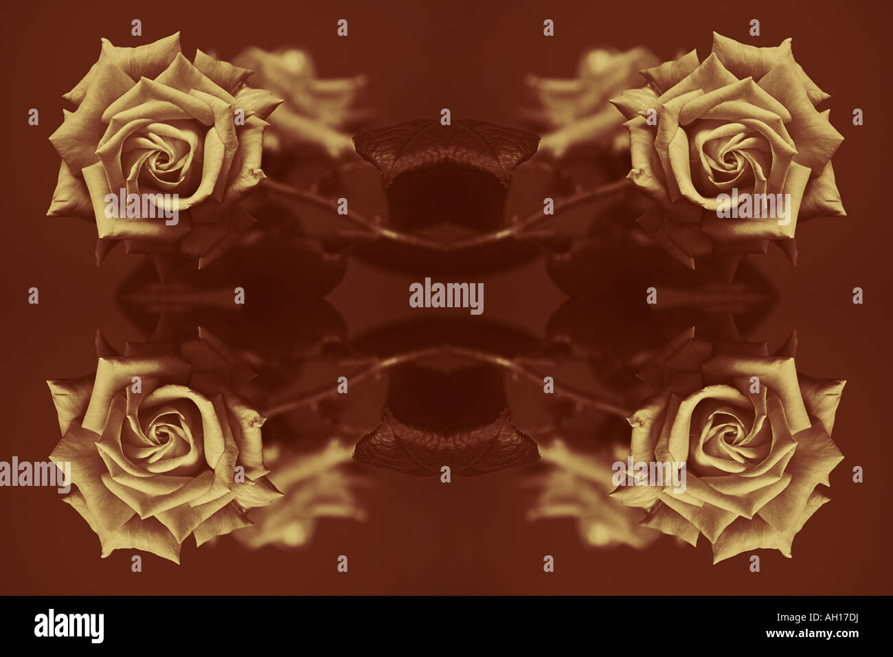 Abstract Beautiful Rose Red Bleach Tone Stock Photo - Alamy