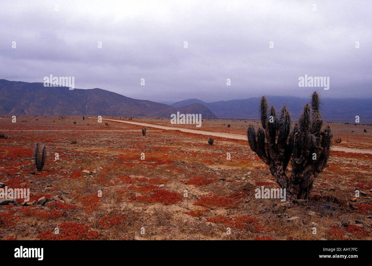 Norte chico chile hi-res stock photography and images - Alamy