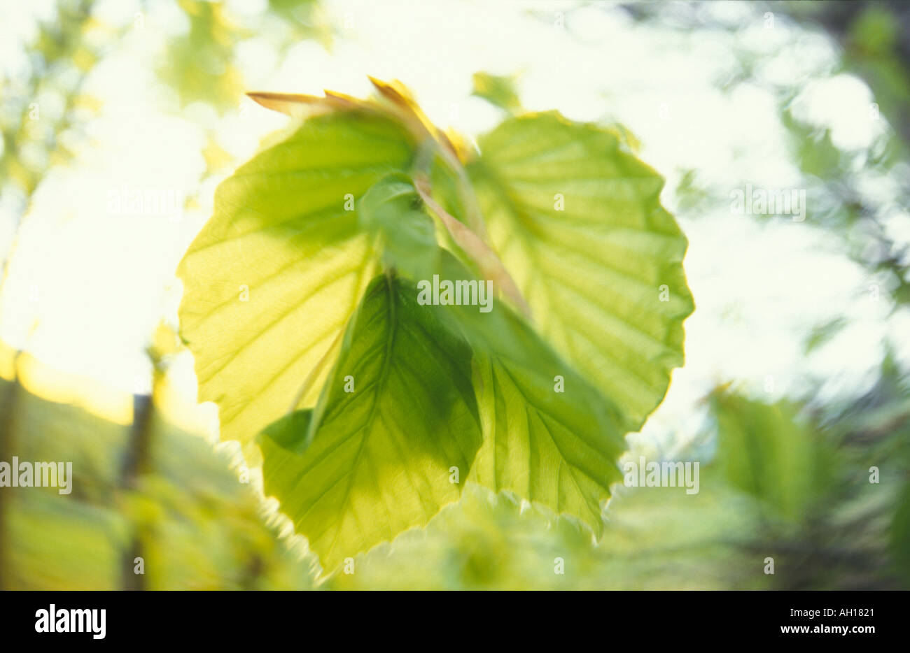 Beech leaves (Fagus sylvatica) in spring Stock Photo - Alamy